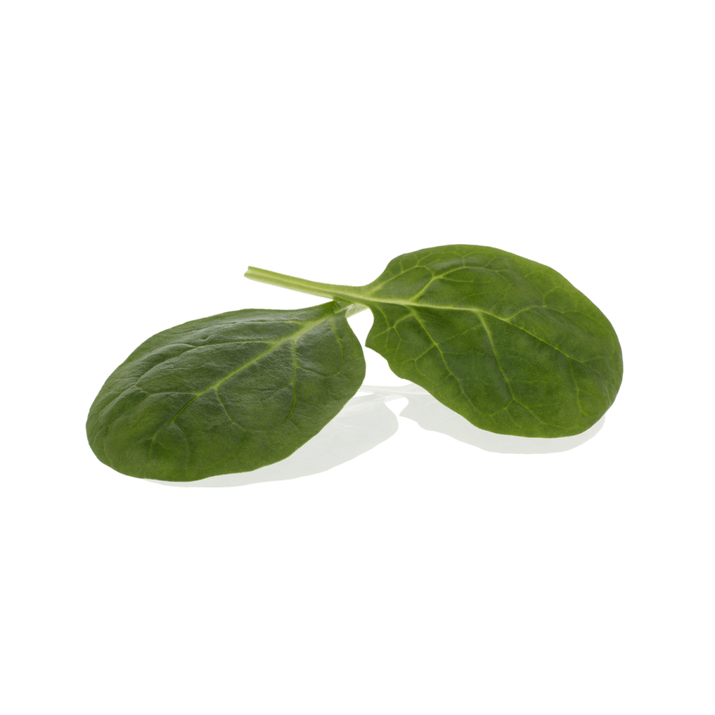 S.A.T. 9855 Primaflor - Proexport