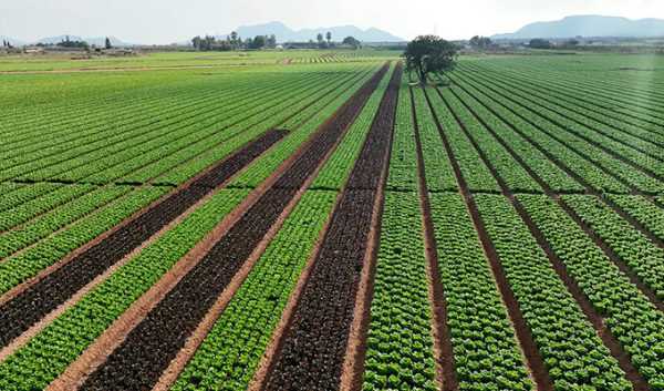 Fruca Marketing S.L.U. - Proexport