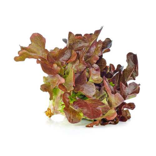 Hoja de roble - Proexport