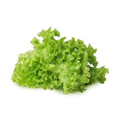 Hoja roble verde - Proexport