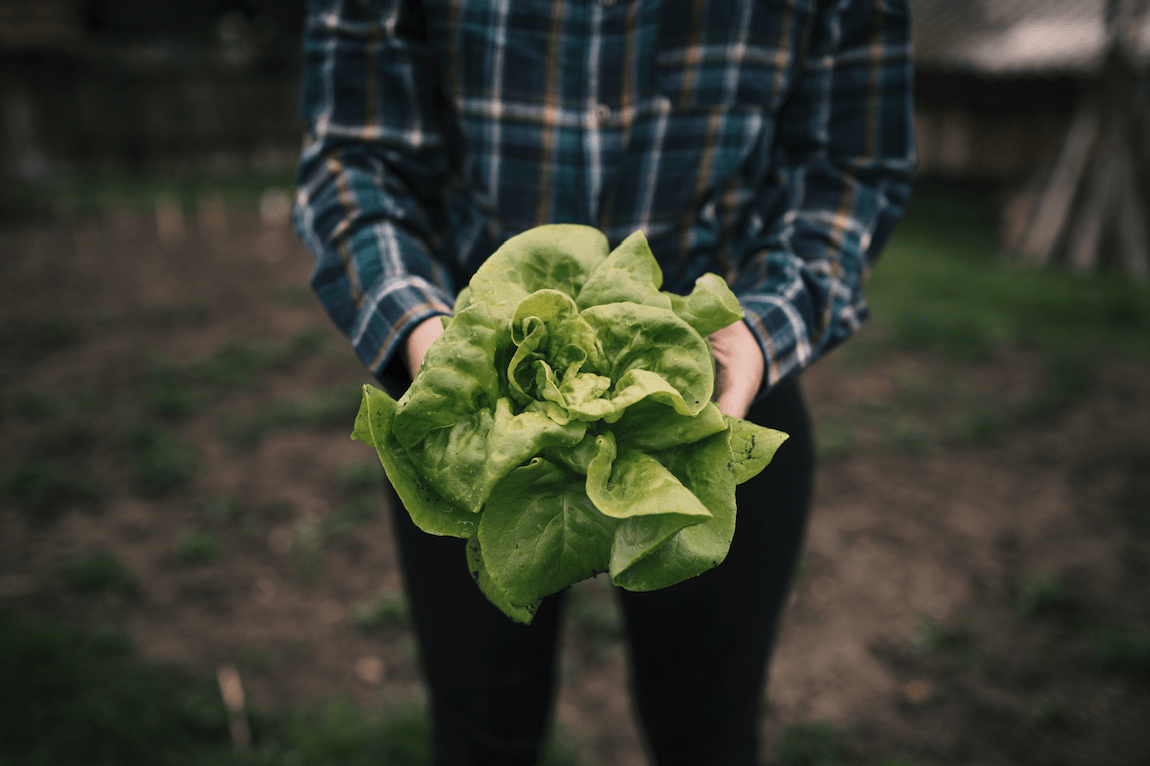 España fue el mayor exportador mundial de lechuga en 2018 - Proexport