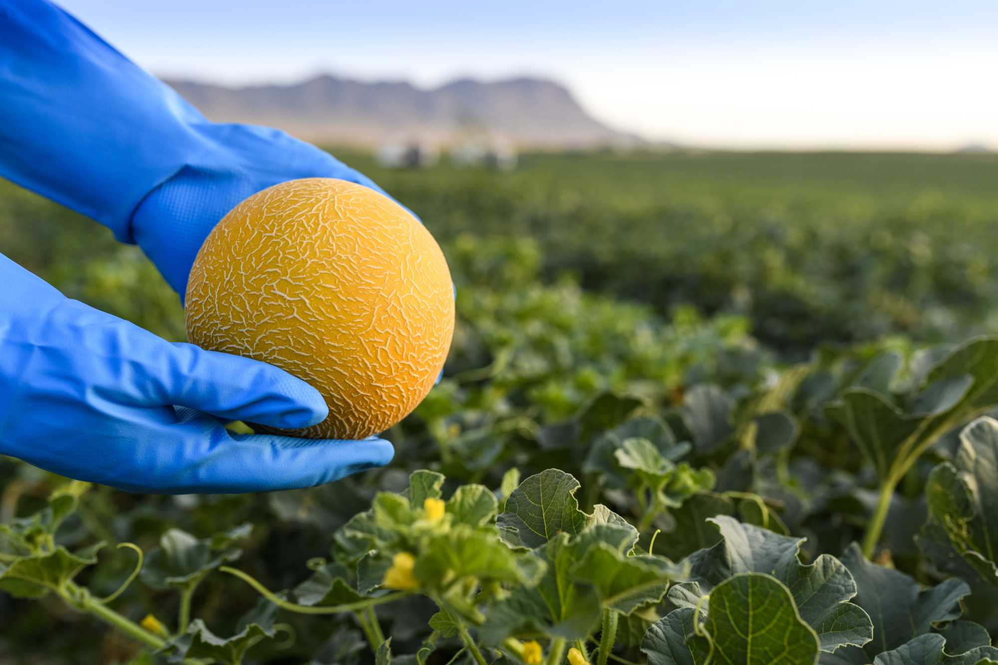 En busca del mejor sabor en melón y sandía - Proexport